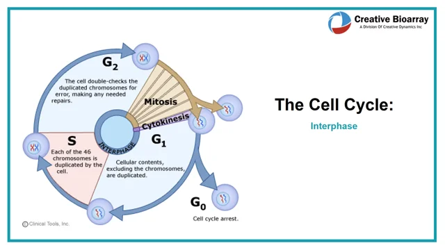 Cell Cycle Interphase