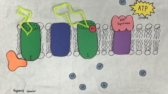 Cellular Respiration For Kids Animation