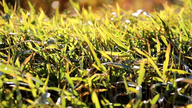 Wind Leaf Branch Free Stock Video - Pixabay