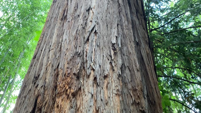 Tree Trunk Nature Free Stock Video - Pixabay