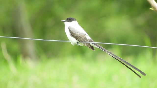 Bird Wire Tail - Free video on Pixabay