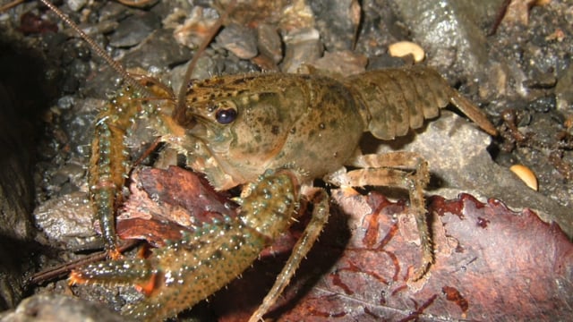 Kōura — Science Learning Hub