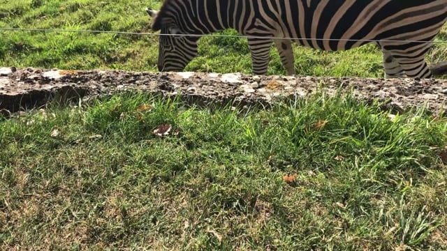 Zebra, Zoo, Animal. Free Stock Video - Pixabay