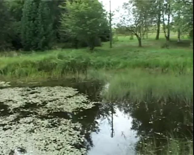 Kapsauss ja tiigikonn on Vimeo