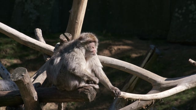 Macaco Primata Mamífero - Free video on Pixabay - Pixabay