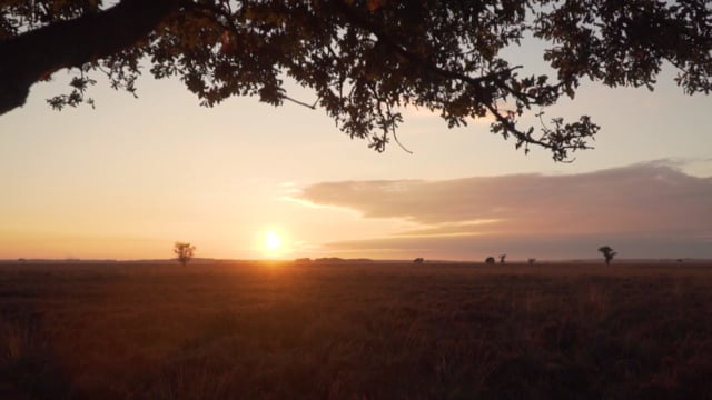 Árvore Pôr Do Sol Tarde - Free video on Pixabay - Pixabay
