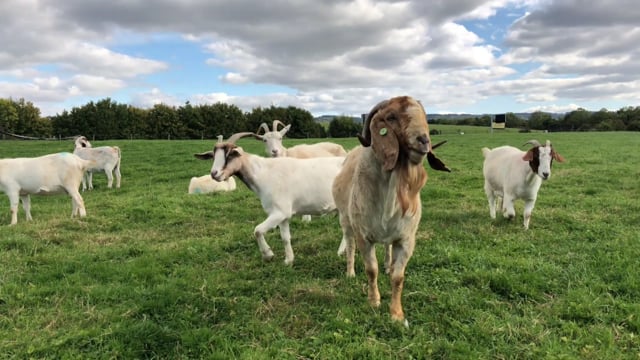 Goat, Goats, Nature. Free Stock Video - Pixabay