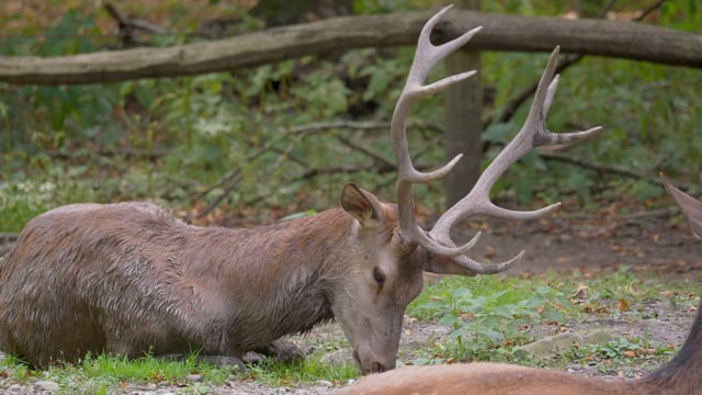 Hirsch Horns Fur - Free video on Pixabay