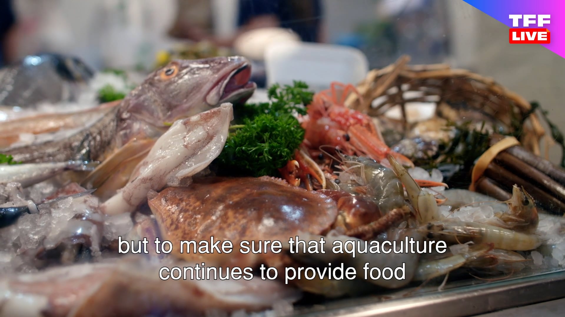 Team SyntheSea | 2020 TFF Challenge Finale Pitch on Vimeo