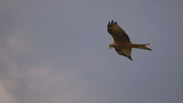 Milan Oiseaux De Proie Rapace - Free video on Pixabay - Pixabay