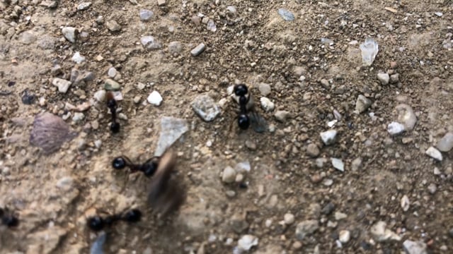 Ant, Bug, Insects. Free Stock Video - Pixabay