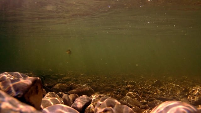 Water, Flow, Clear. Free Stock Video - Pixabay