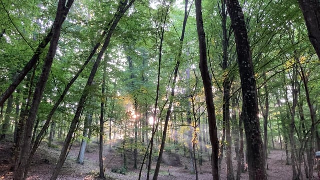 Forest Trees Birds - Free video on Pixabay