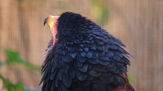 Jester, Bird, Raptor. Free Stock Video - Pixabay