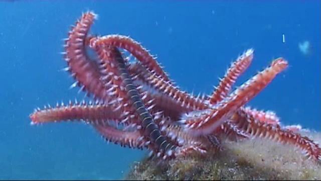 Fireworm Mating on Vimeo