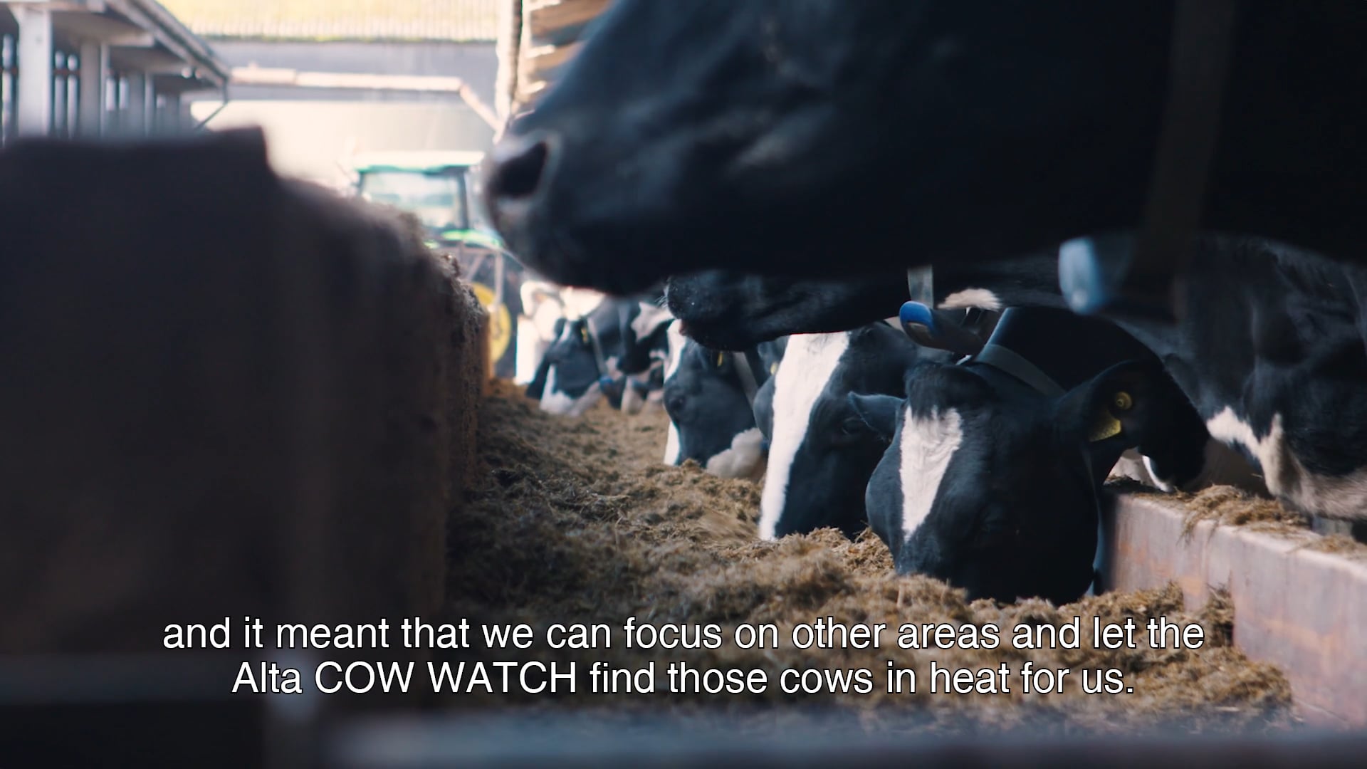 Alta COW WATCH | David Swale on Vimeo
