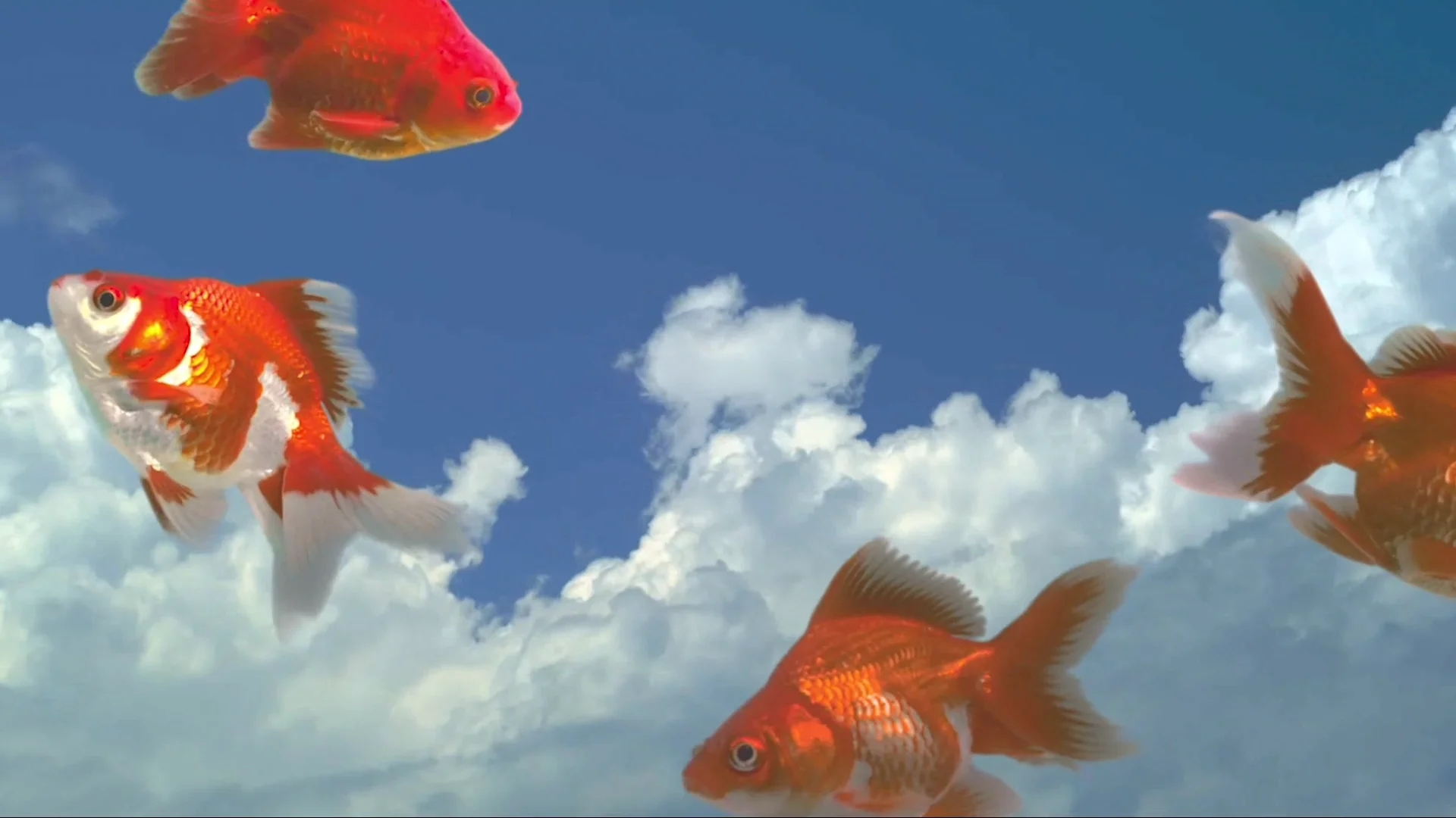 Fish tank on Vimeo