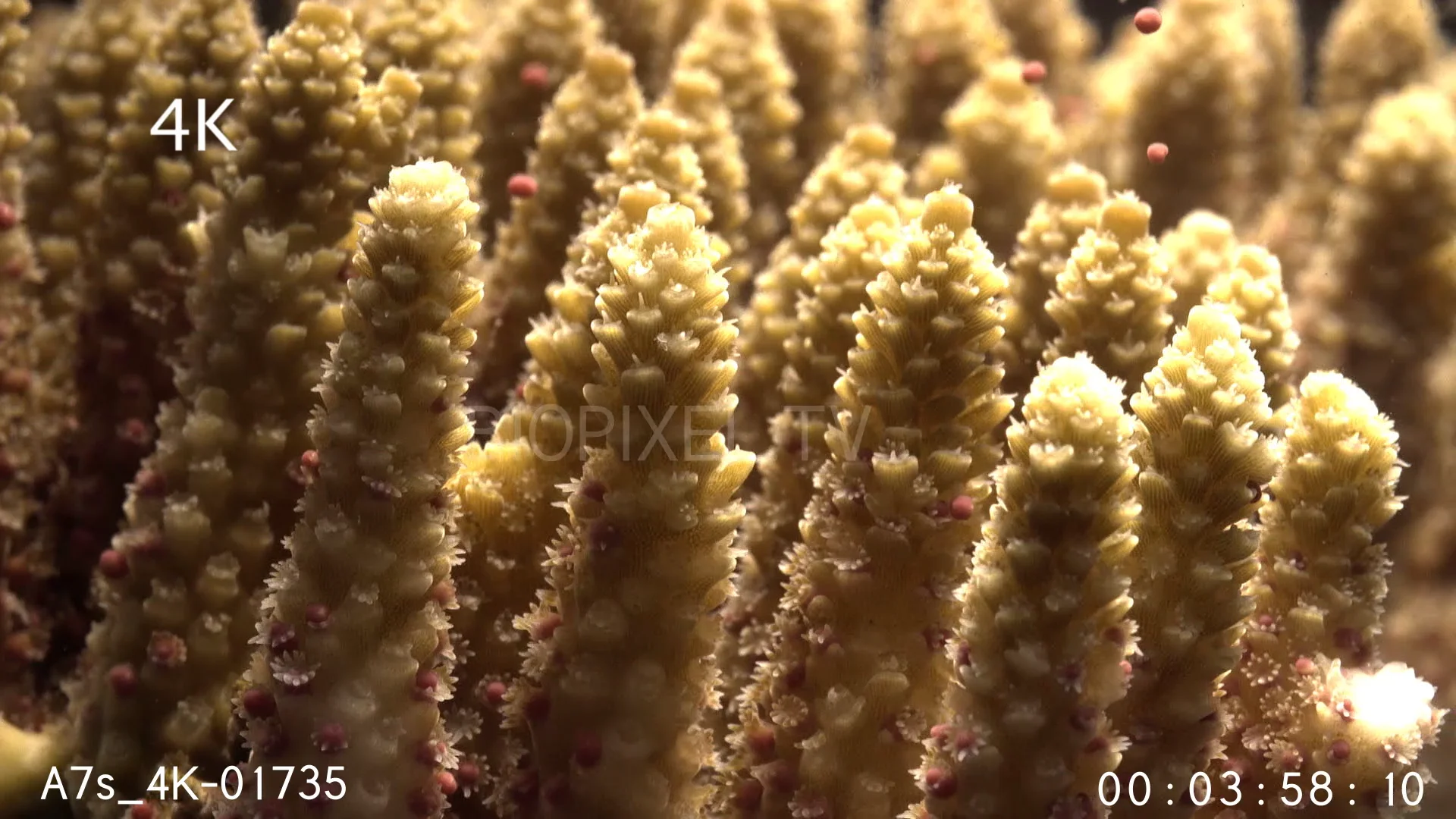 Coral Spawning - Coral Spawning Macro Motion Control 4K 1 on Vimeo