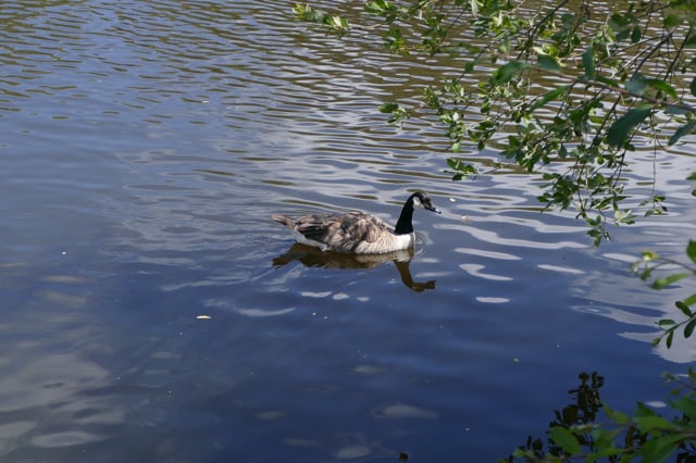 Geese, Pond, Lake. Free Stock Video - Pixabay