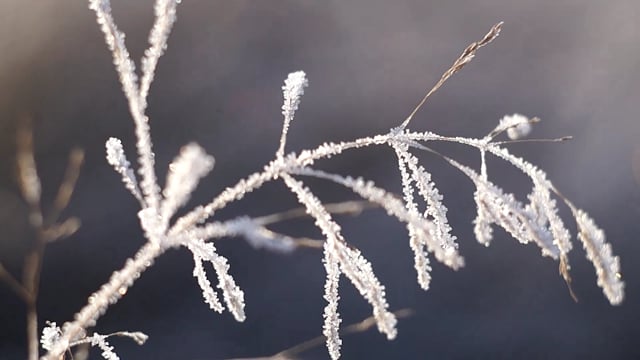 Flower Leann Frost - Free video on Pixabay