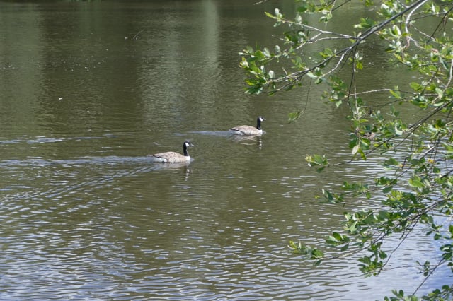 Goose, Geese, Lake. Free Stock Video - Pixabay