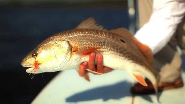 OCTOBER REDFISH REPORT on Vimeo