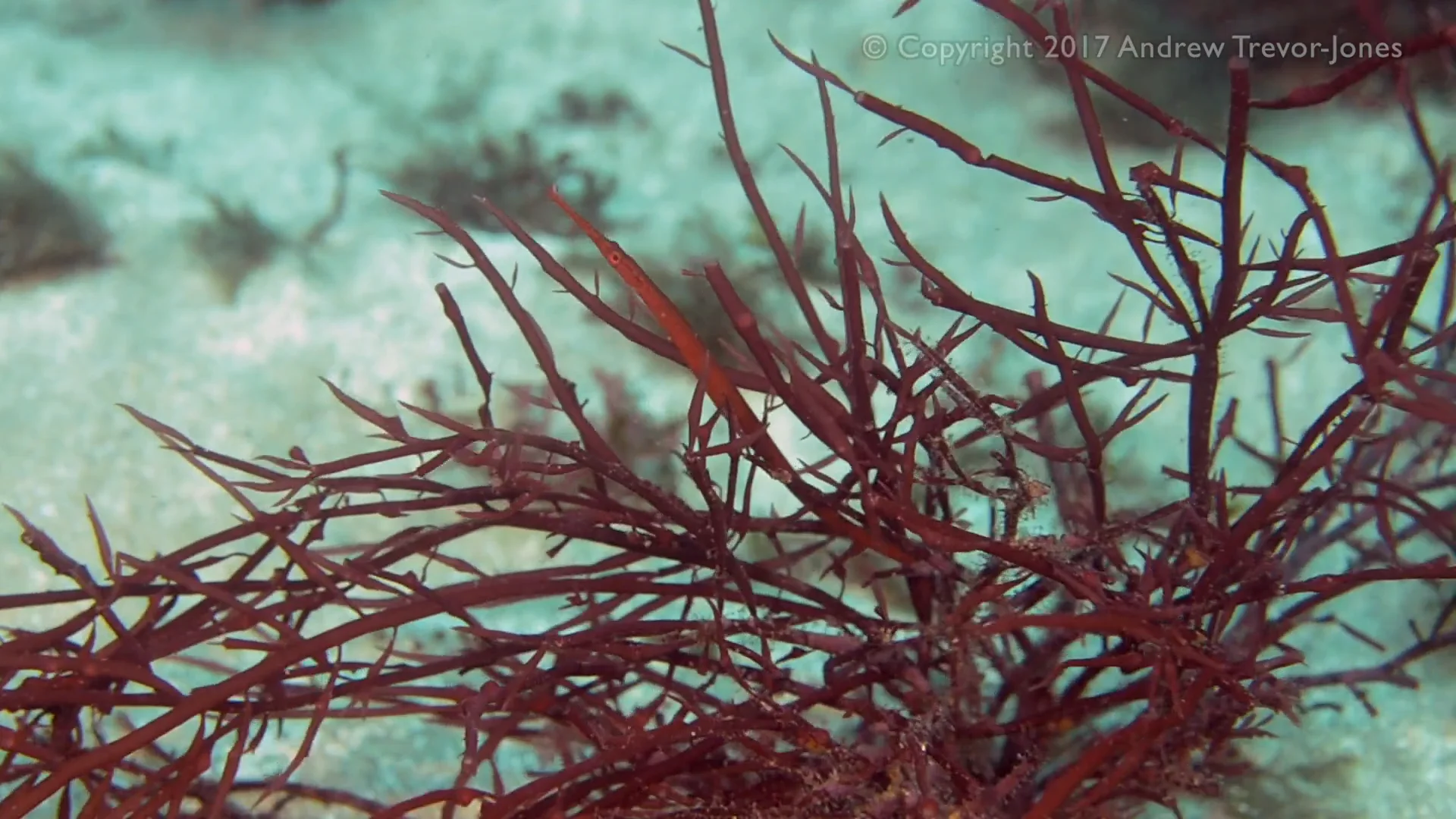 Red Wide-bodied Pipefish - Stigmatopora harastii on Vimeo