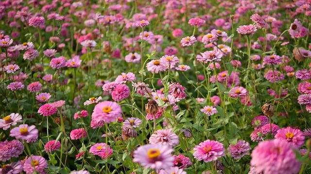 Flores Planta Prado - Free video on Pixabay - Pixabay